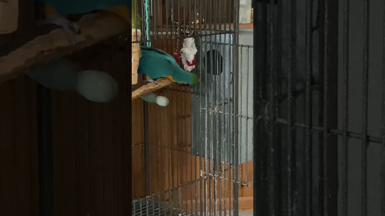 12-6-21 My Female Blue & Gold Macaw Sereta Checking Out Her Parrot Nesting Box!