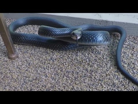Extreme Constrictor Close Up: Attacking Black Racer Snake