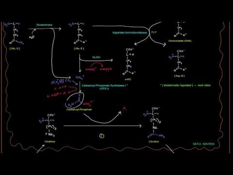 Urea Cycle (Part 3 of 5) - Big Picture with Enzymes, GLDH, Glutaminase, etc.
