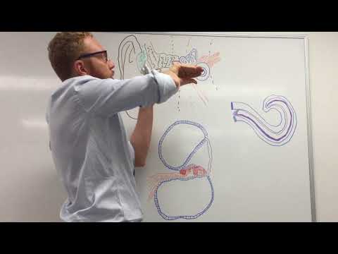 Hearing - Anatomy & Physiology of the Auditory System