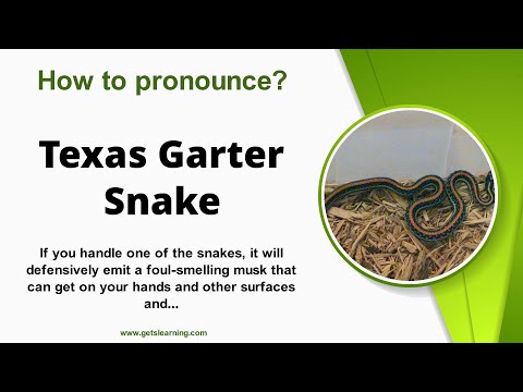 How to pronounce Texas Garter Snake in English Correctly