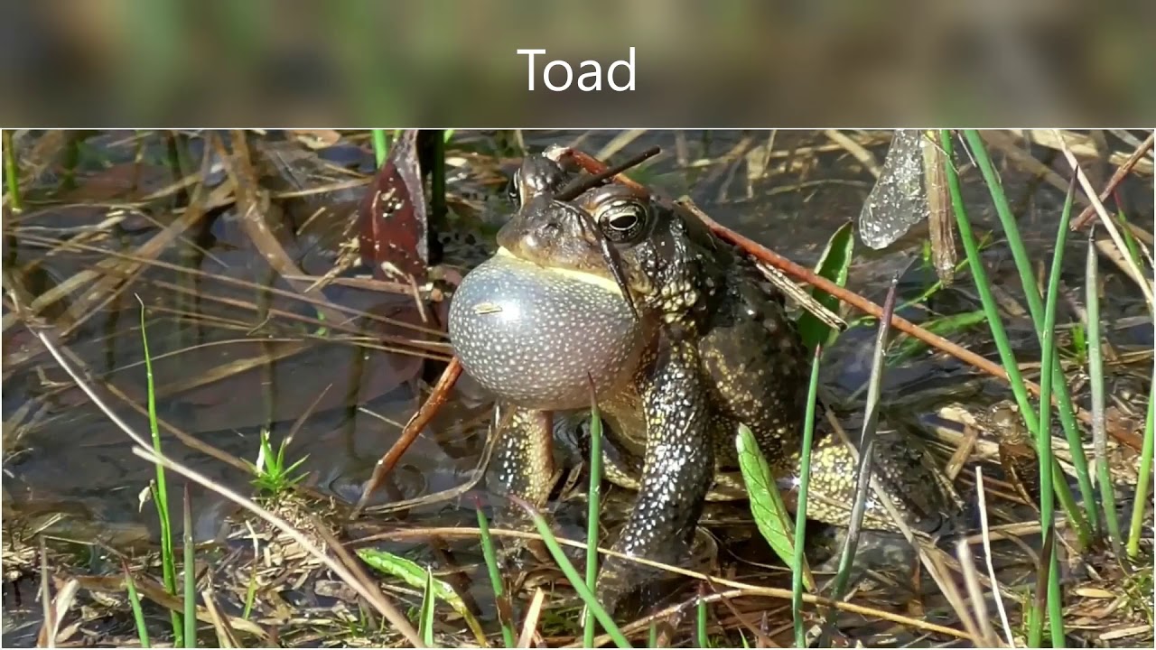 Michigan Frog Calls
