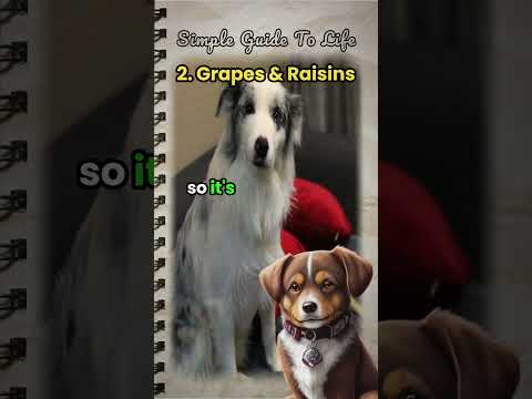 Don't Feed Your Dog These Foods! #dog #doglover #simpleguide #viral #viralshorts #dogfood #dogs