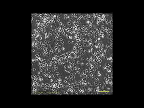 PC12 cells differentiated with NGF