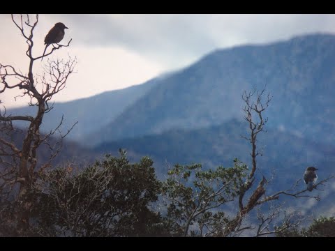Bluejay for Windows Media Player