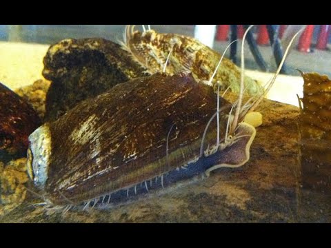 Facts: The Abalone