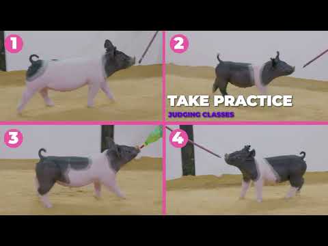 Selecting Show Pigs with Troy Sloan