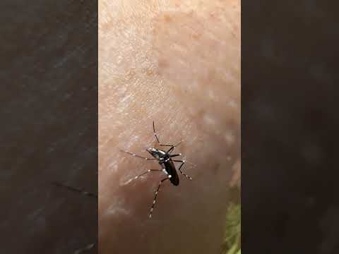 Citronella vs Mosquito
