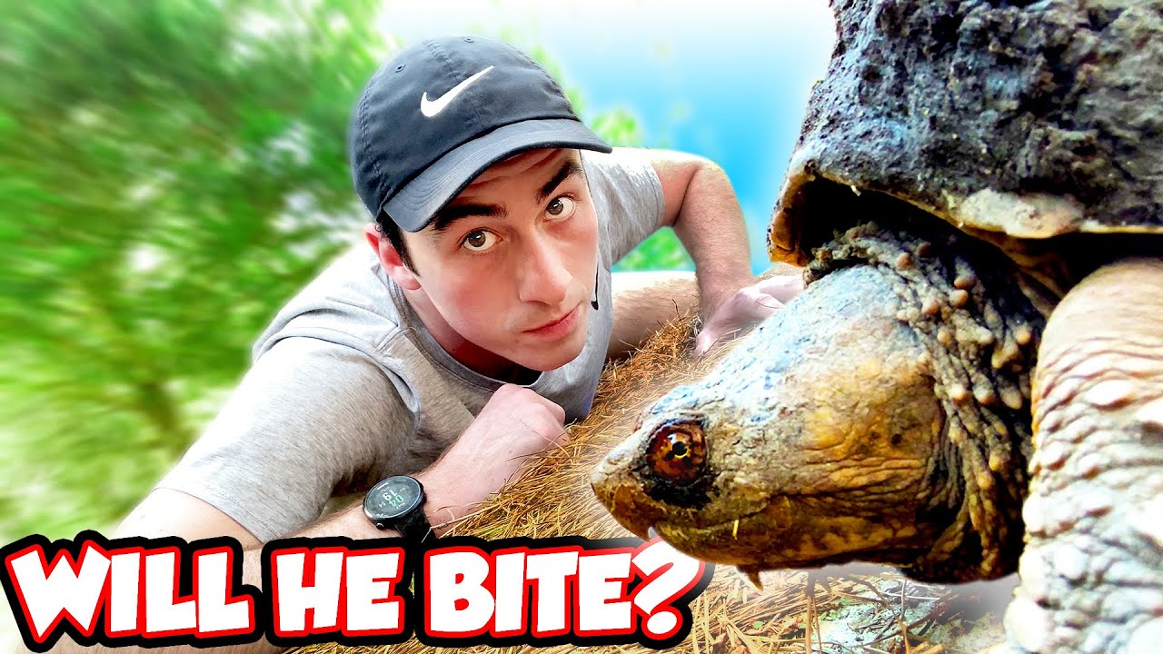How DANGEROUS is the SNAPPING TURTLE?