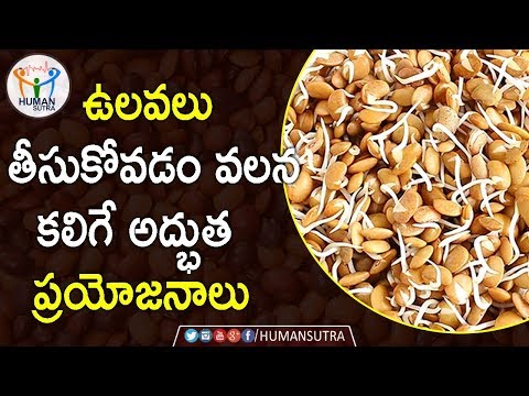 Amazing Health Benefits Of Horse Gram | Health Tips In Telugu | Human Sutra