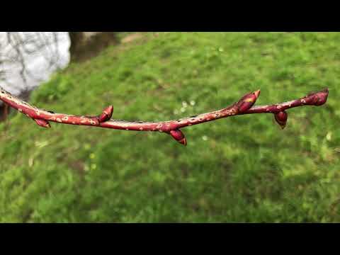 Common lime – twig & buds – March 2020 – Exeter Trees