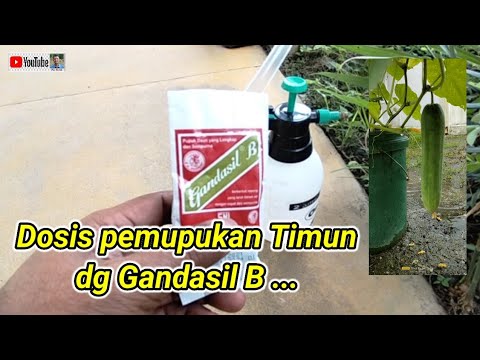 Tips cara aplikasi dosis pemupukan Timun dengan pupuk Gandasil B #salampetanimakmur