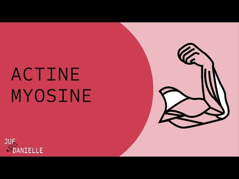 Samentrekking van spieren: Actine en Myosine