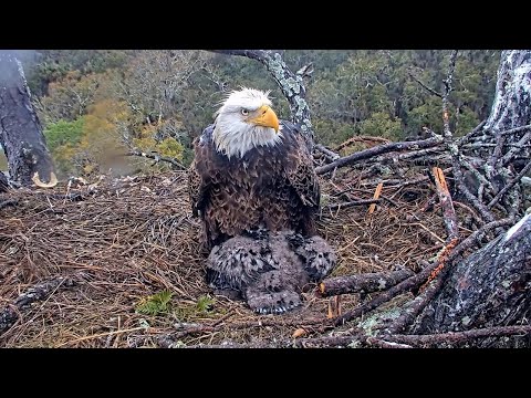 Birds Nest TV Live Stream P23