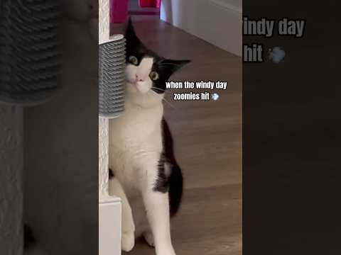 The wind + cats = chaotic zoomiesπ