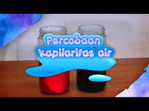 Percobaan Kapilaritas Air - Fitti Eksperimen