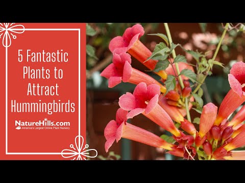 5 Fantastic Plants to Attract Hummingbirds | NatureHills.com