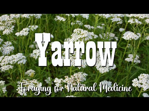 Yarrow ~ Foraging for Natural Medicine