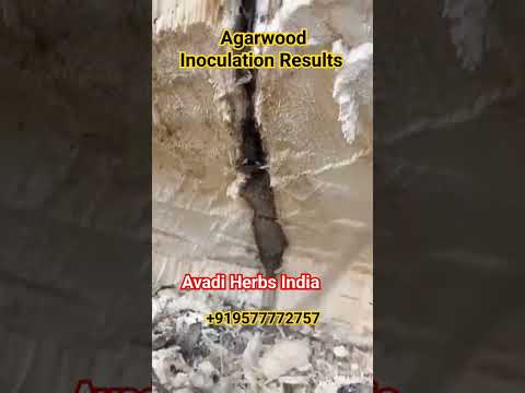 Agarwood - Agar Latest Price, Manufacturers & Suppliers