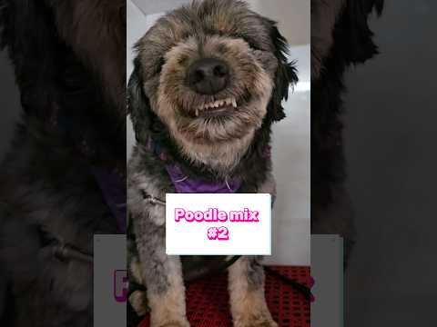 Poodle-Australian Shepherd mixes visit the groomer #grooming #dog