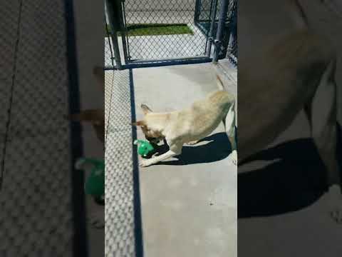 Meet Max a Shepherd currently available for adoption! 4/13/2020 2:18:38 PM