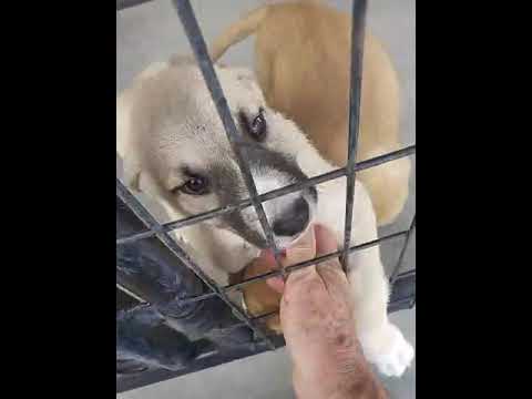 Dad at the Animal Shelter 🙂