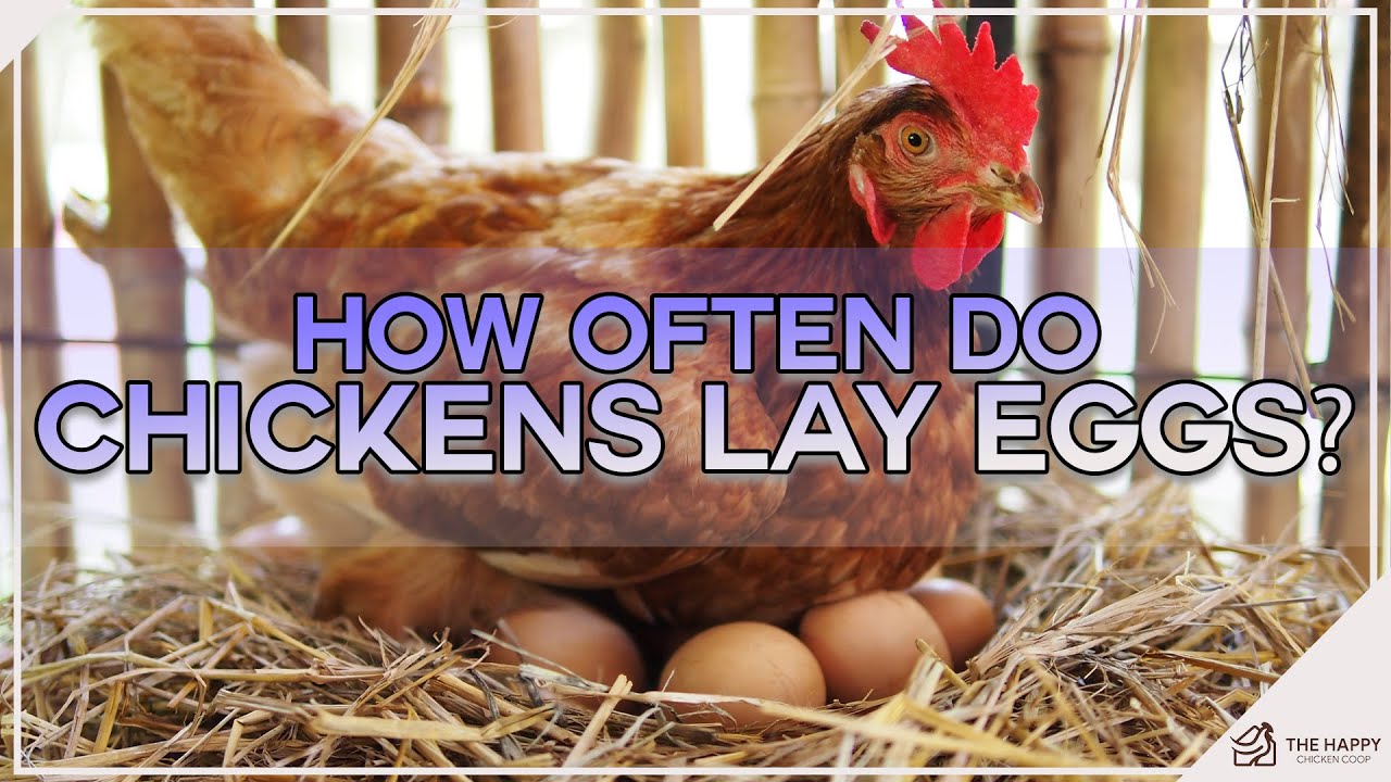 How Often Do Chickens Lay Eggs?