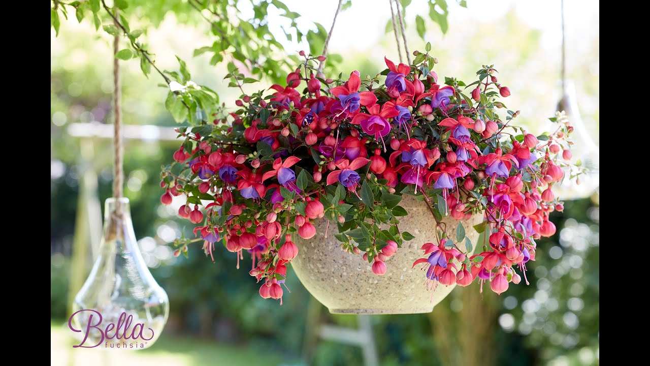 Flower Trials 2019  -  Hendriks Young Plants