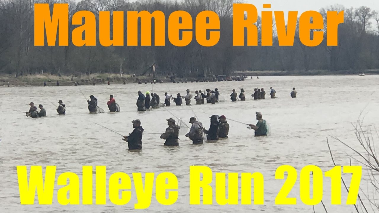 Maumee River Walleye Run April 2017