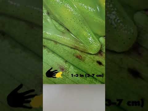 The Glass Frog