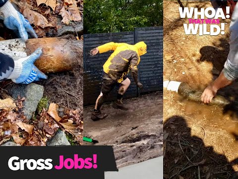 Gross Jobs you Never Thought Existed | Whoa! That Was Wild!