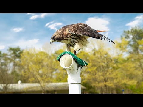 Talons and Turbulence