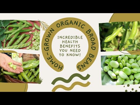 🌱 Home-grown Organic Broad Beans: 💥 Incredible Health Benefits You Need to Know! 🌱#broadbeans #viral