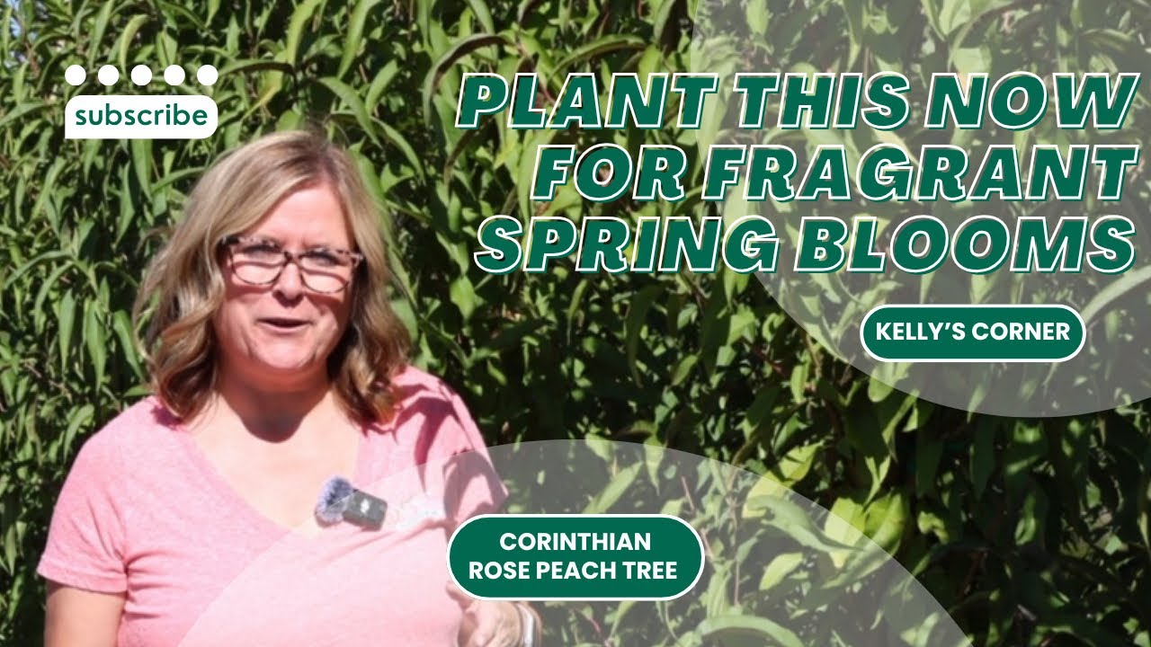 Corinthian Rose Peach Tree | Fall Planting for Fragrant Spring Flowers