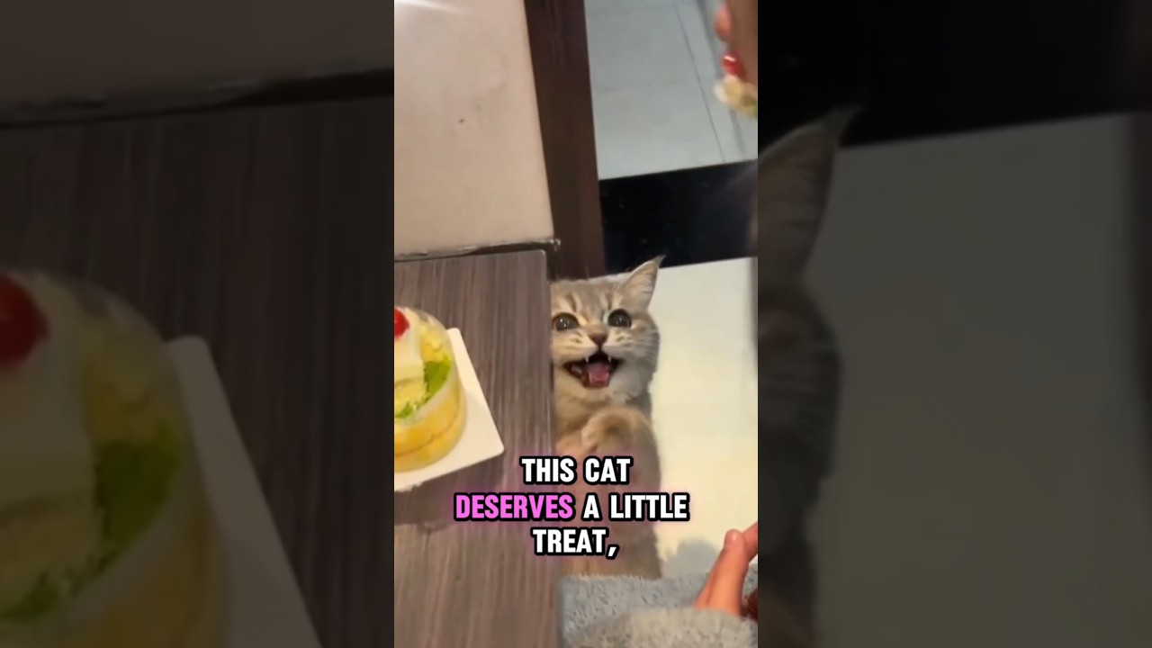 The Cutest Cat Beggar Ever 😻 Would You Share? #cat #fyp