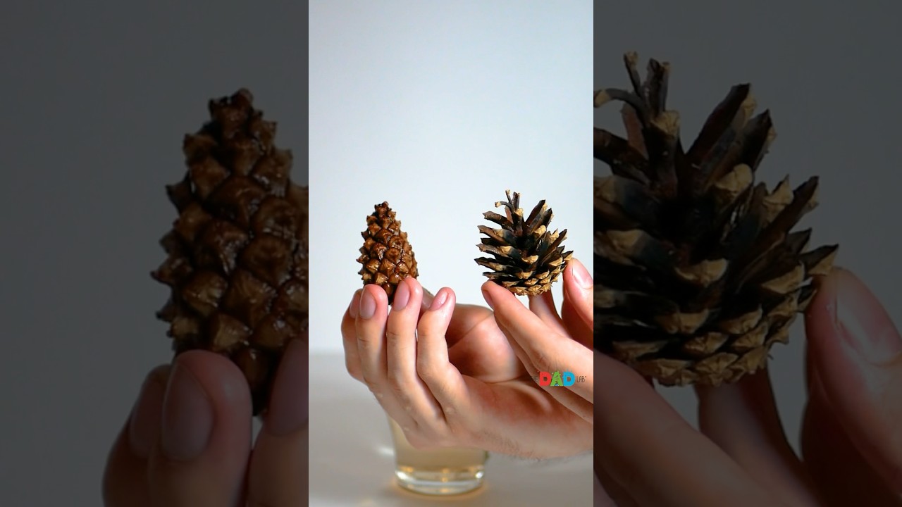 Pine cone secret you must learn - Cool Science #experiment