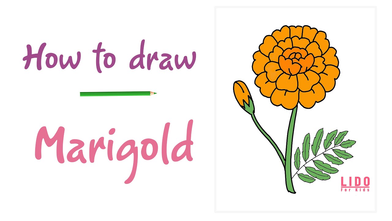 How to Draw a Marigold Flower   Easy and Simple Drawing for Kids & Beginners #lidoartworks