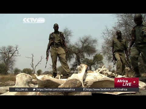 Poachers in Zimbabwe use cyanide to kill 22 more elephants