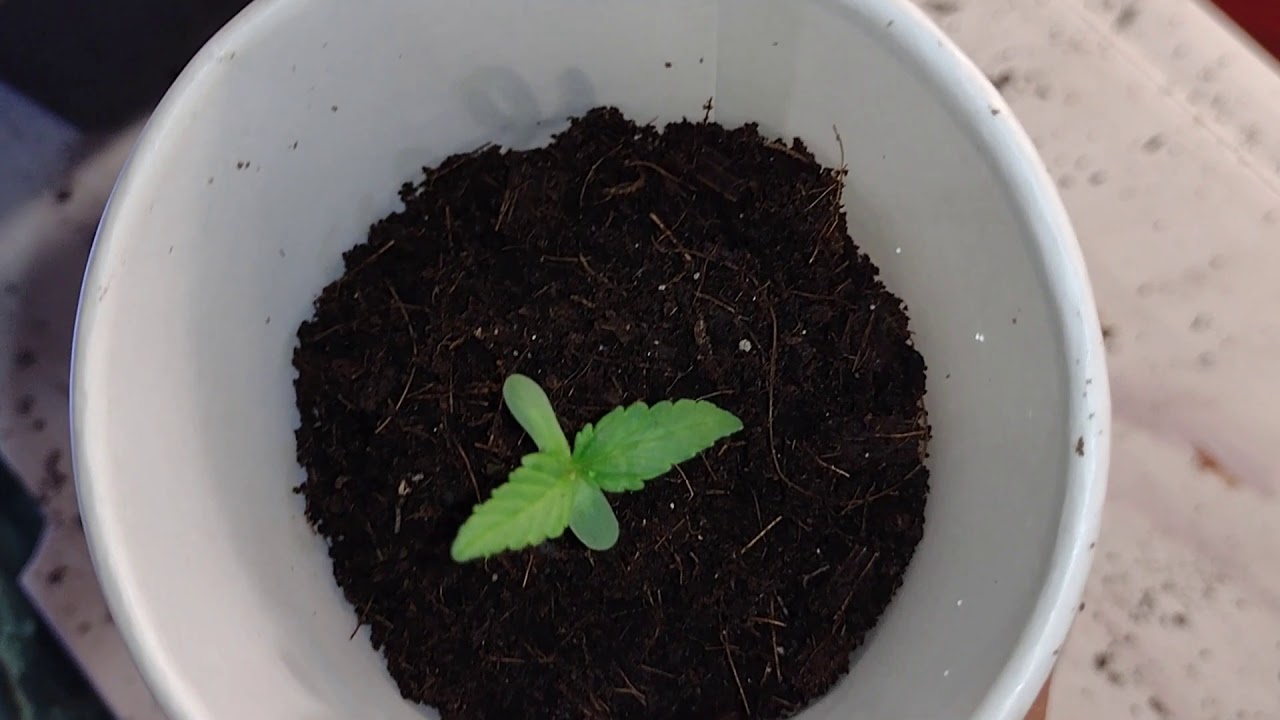 🌱SEMILLAS DE MANGO BICHE Y CONRINTO 🌱