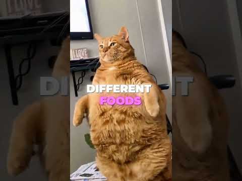 Big Back Cat #bigback #meme #cat