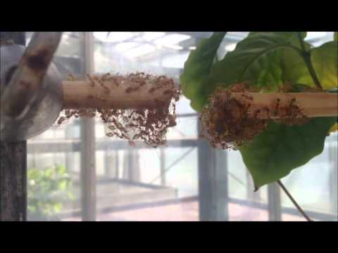 Ants building bridge | WoW