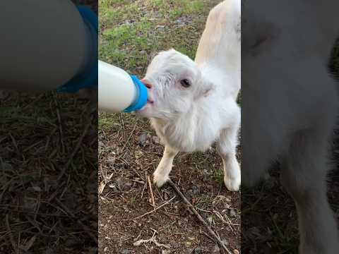 Funny baby goat greedily drinks milk from a bottle