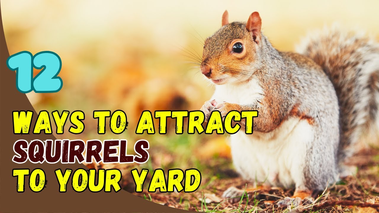 12 Best Ways to Attract Squirrels to Your Yard 🐿️🌳