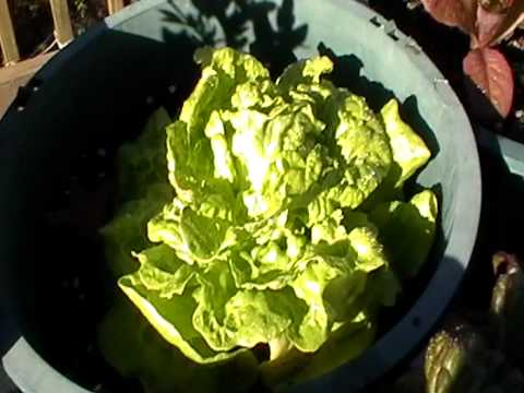Frost on Lettuce, Part 2.