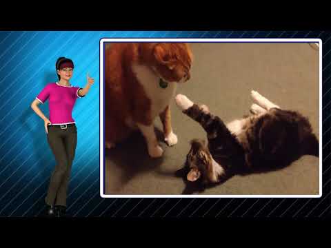 fat cat fail vines compilation - funny cat fails vine compilation new 2015