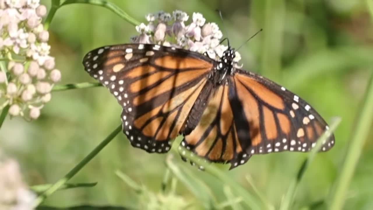 Lockhart Native Plant Garden continues to blossom with locals’ support