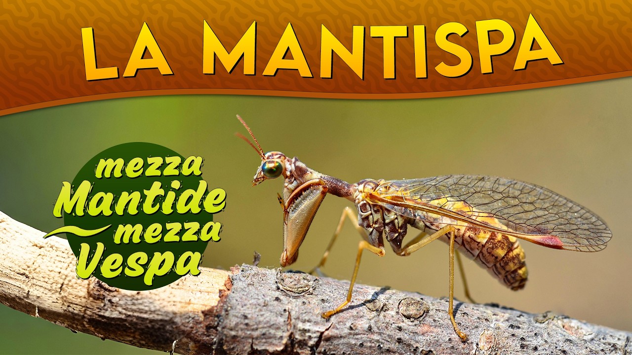 The Mantis: Half Mantis, Half Wasp ► Episode 266