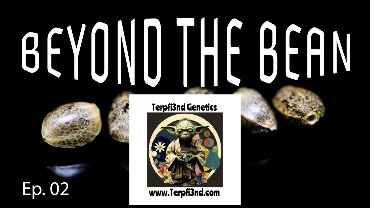 Terpfi3nd - Beyond the Bean Ep. 02
