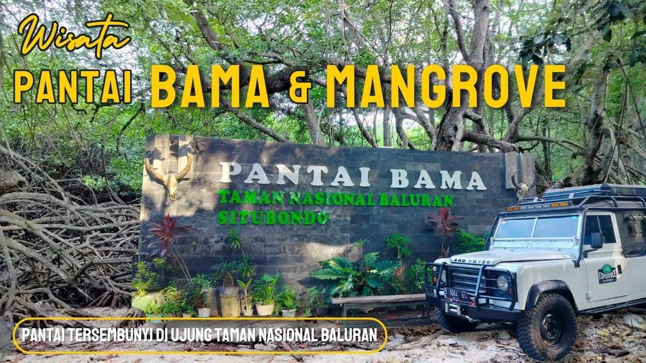 REVIEW TERLENGKAP PANTAI BAMA DAN HUTAN MANGROVE DI UJUNG TAMAN NASIONAL BALURAN