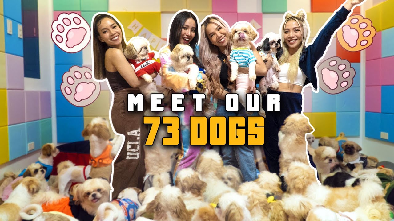 7 Things To Know About 4th Impact, Including Having 73 Dogs